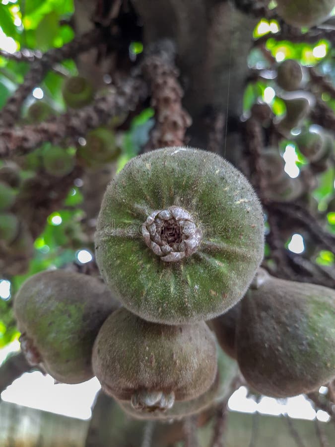 Fruto Verde Desconocido Con Tallos Espinosos Foto de archivo - Imagen ...