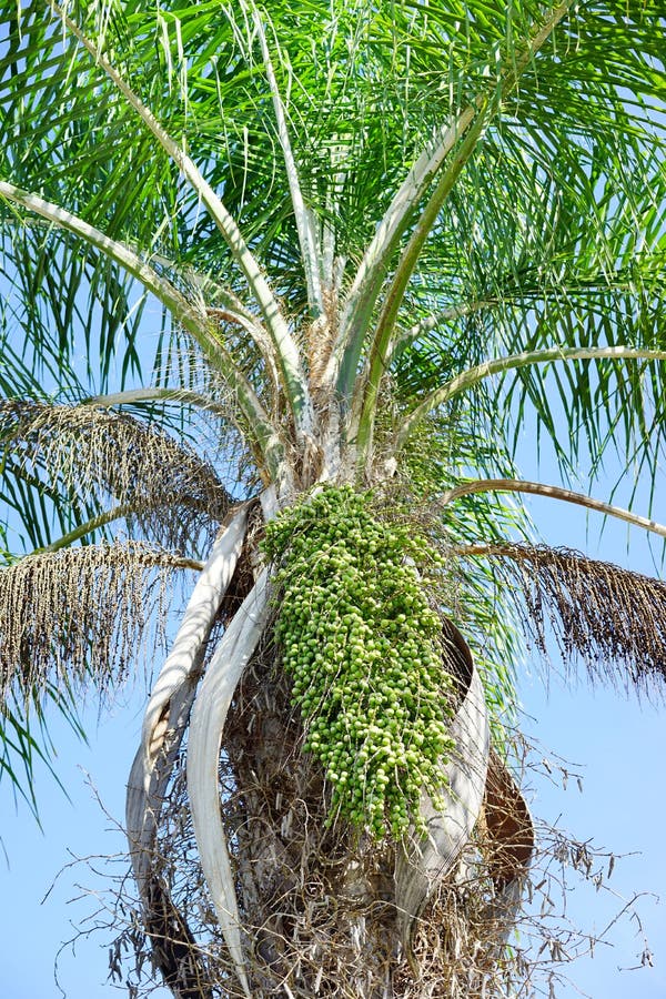 Fruto Verde Que Pendura Da Planta Tropical Da Palma Imagem de Stock ...