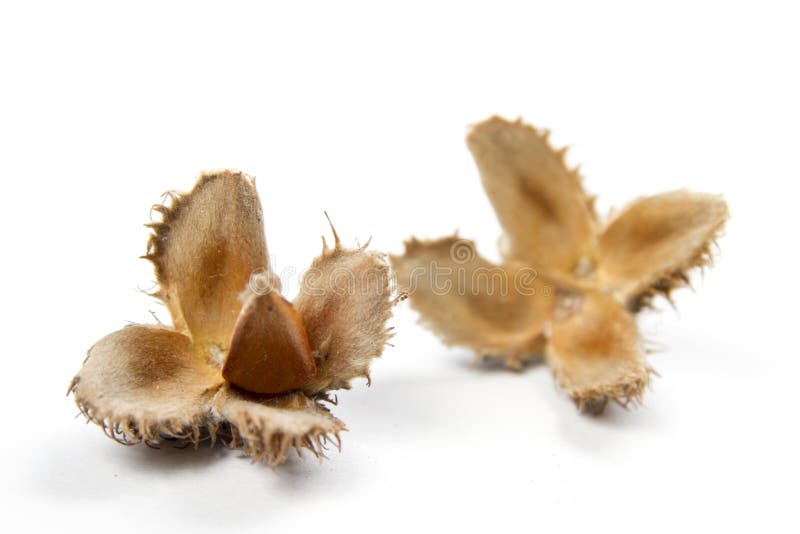 Frutos da faia foto de stock. Imagem de frutas, faia - 28046260