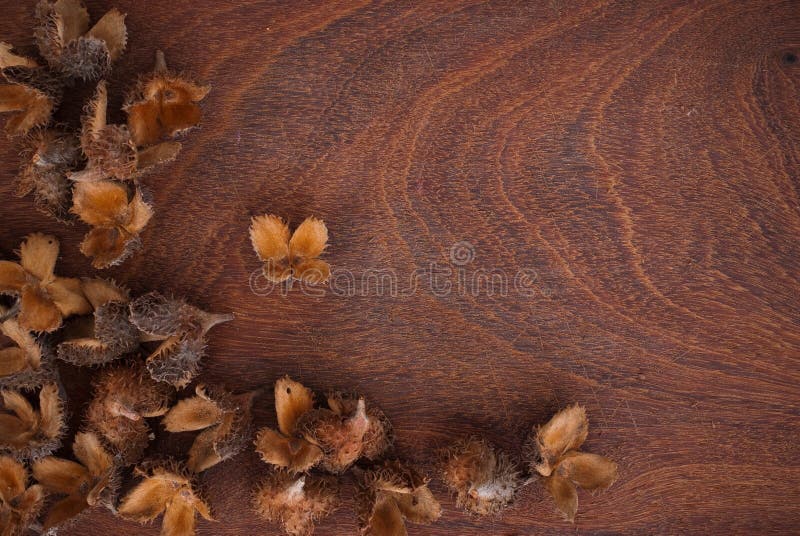 Frutos Da Faia No Fundo De Madeira Foto de Stock - Imagem de floresta ...