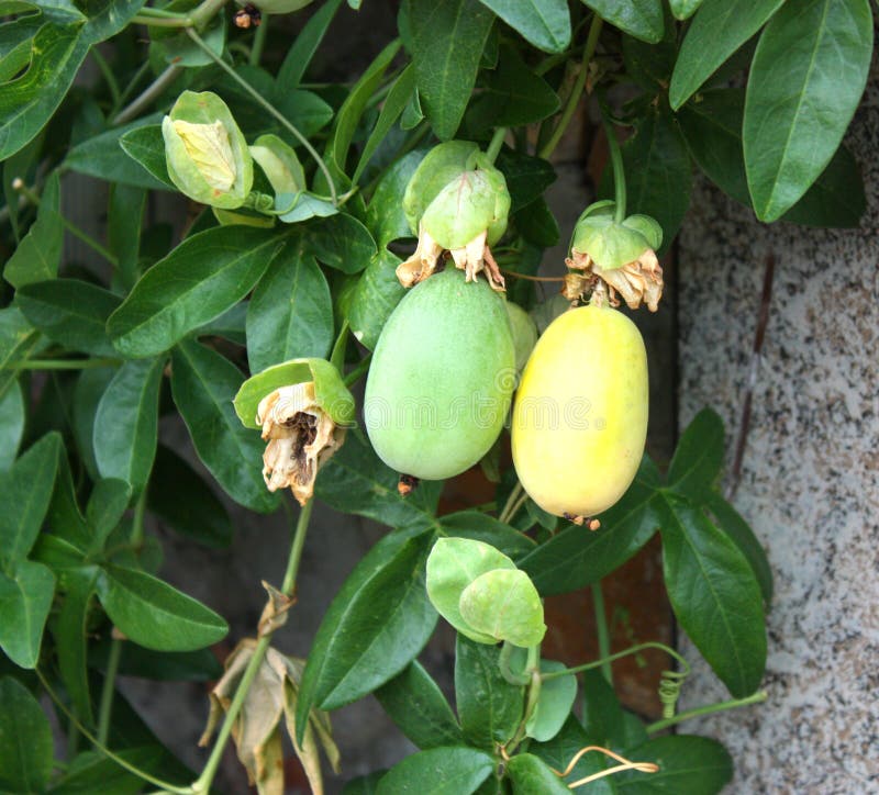 Frutos passiflora foto de stock. Imagem de verde, outono - 198675922