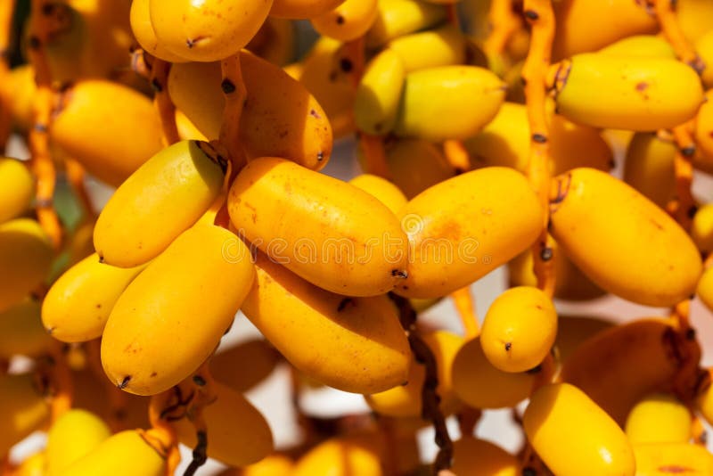 Frutos das datas imagem de stock. Imagem de flora, filial - 60931619