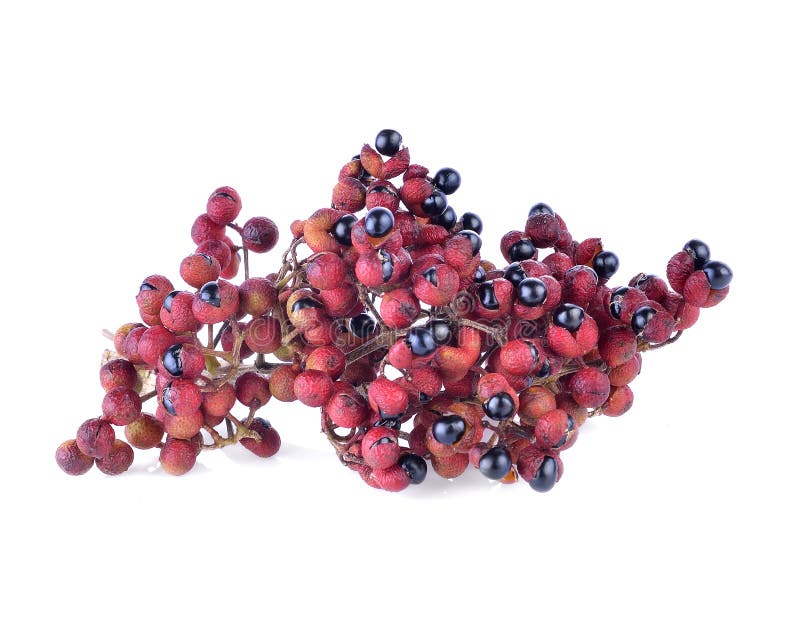 Frutos Dc De Zanthoxylum Acanthopodium Foto de archivo - Imagen de ...