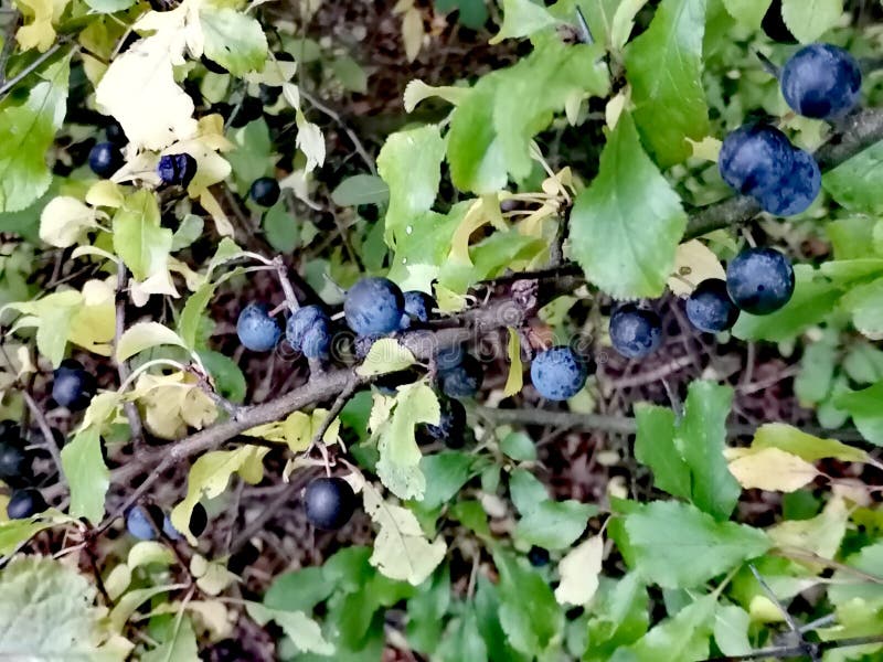 Abrunheiros - Frutos Da Ameixoeira-brava Imagem de Stock - Imagem de ...