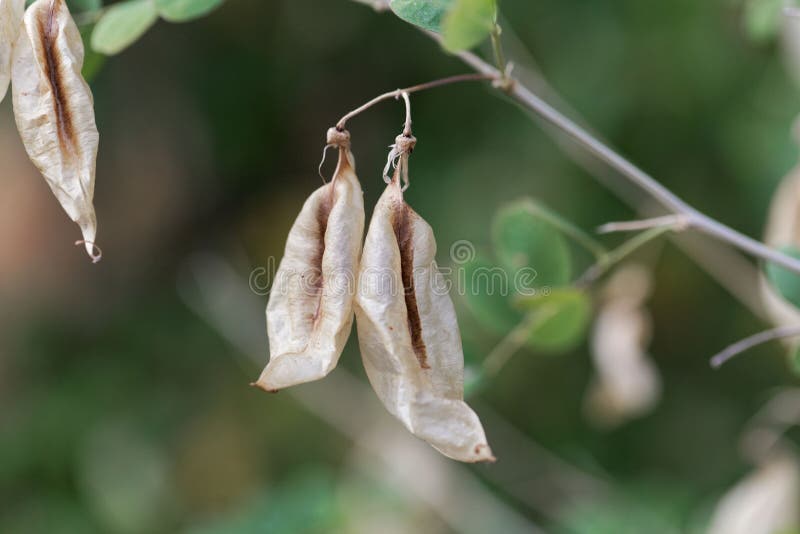 Frutos De Arborescens De Um Colutea Do Sene De Bexiga Foto de Stock ...