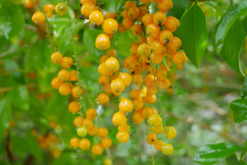 Frutos De Casca Rija Dourada Duranta Repens Foto de Stock - Imagem de ...