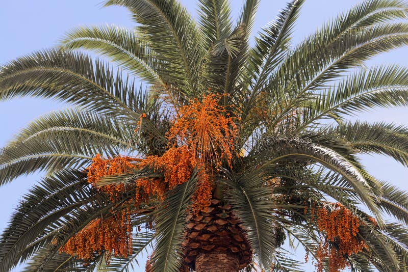 Frutos De Uma Palma De Data Phoenix Dactylifera Foto de Stock - Imagem ...