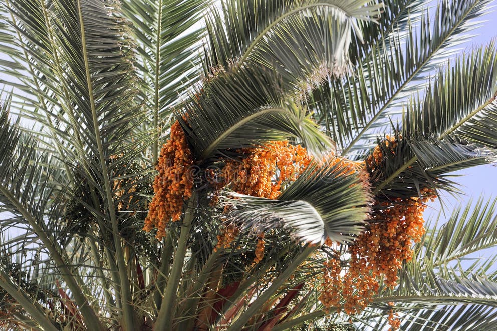 Frutos De Uma Palma De Data Phoenix Dactylifera Imagem de Stock ...