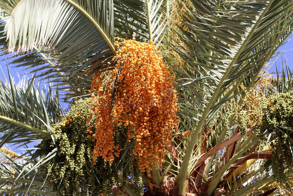 Frutos De Uma Palma De Data Phoenix Dactylifera Foto de Stock - Imagem ...