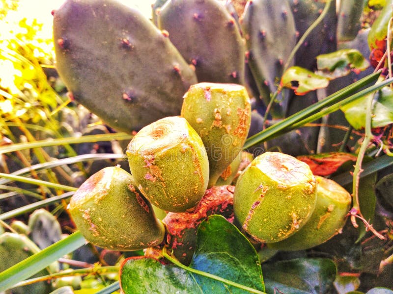 Frutas do cacto imagem de stock. Imagem de cactos, indian - 6945575