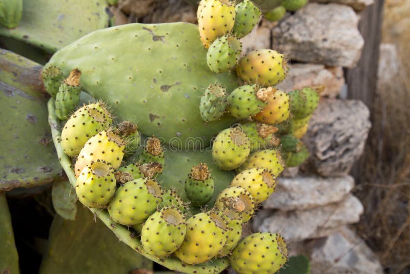 Frutos do cacto foto de stock. Imagem de espinhoso, planta - 43161290