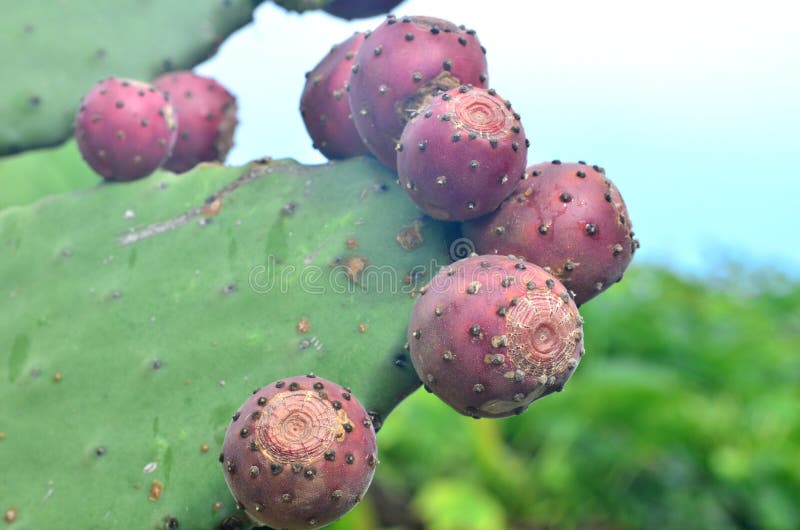 Opuntia Do Cactaceae Dos Cactos Com Frutos Imagem de Stock - Imagem de ...