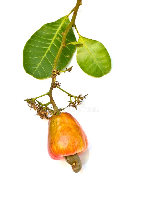 Fruto Tropical Do Caju No Fundo Branco Imagem de Stock - Imagem de ...
