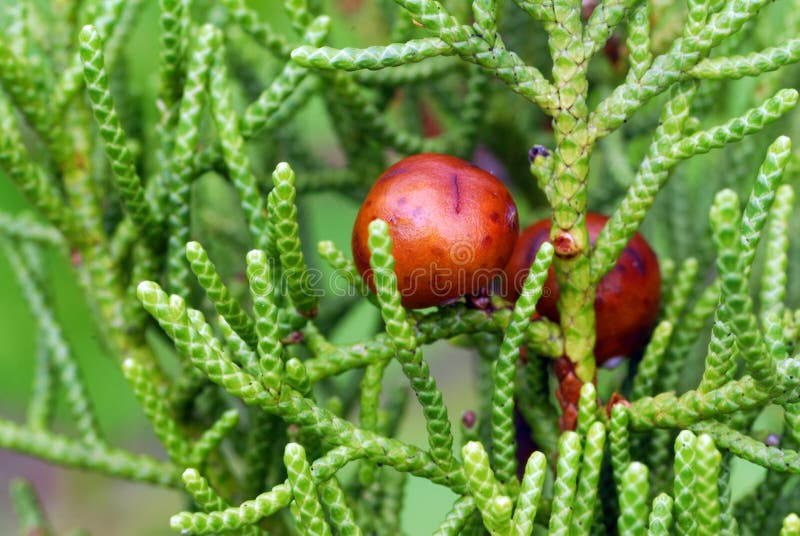 Frutos E Folhas Do Juniper Juniperus Phoenicea Imagem de Stock - Imagem ...