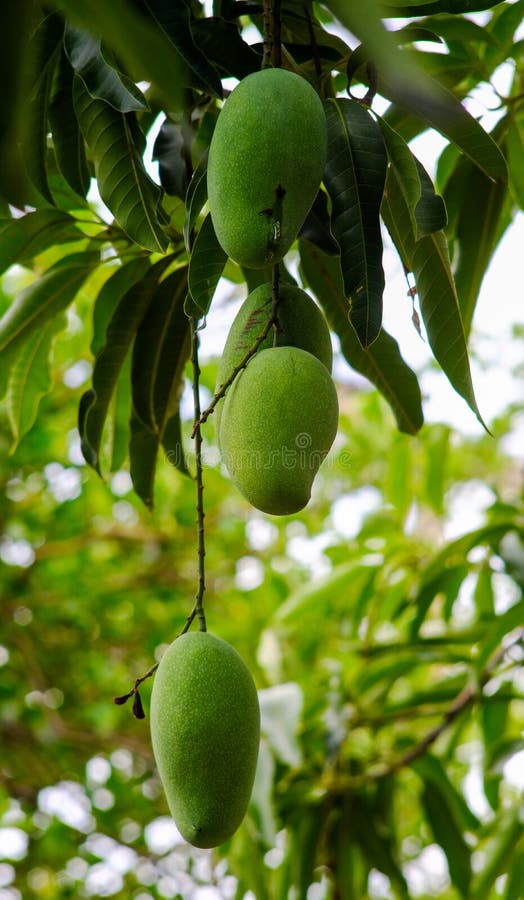 Manga Do Fruto Fresco Na árvore Imagem de Stock - Imagem de fruto ...