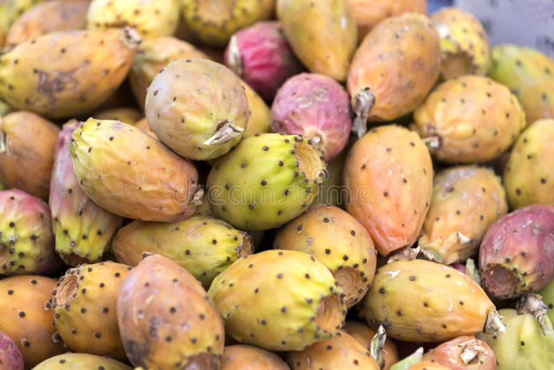 Frutos do cacto imagem de stock. Imagem de folheia, frutas - 32363077