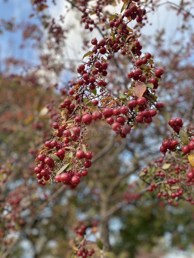 O fruto proibido imagem de stock. Imagem de mordida, religioso - 39847819