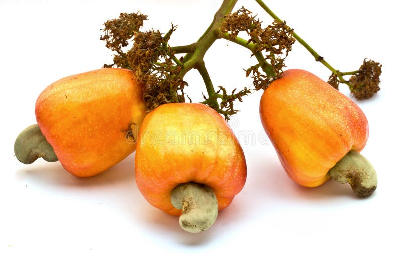 Fruto Tropical Do Caju No Fundo Branco Imagem de Stock - Imagem de ...