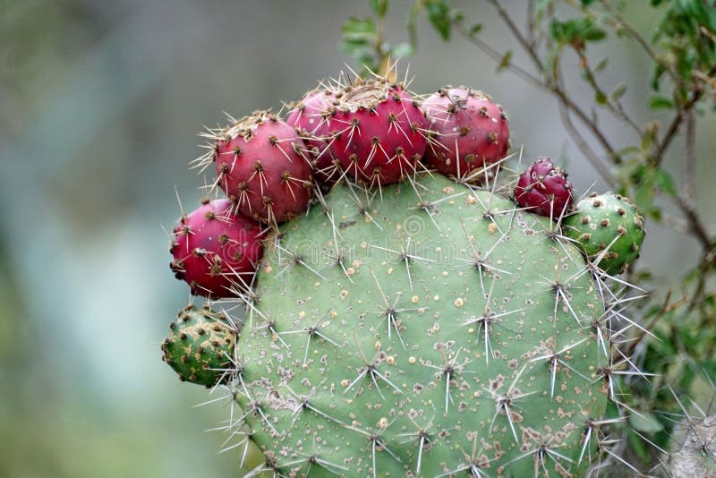 Fruto Do Cacto - Ficus Do Opuntia Indica Imagem de Stock - Imagem de ...