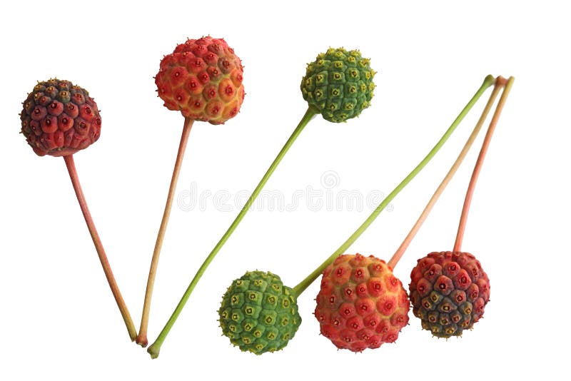 Ornamentale Di Kousa Della Cornina E Bello Arbusto Di Fioritura, Fiori ...