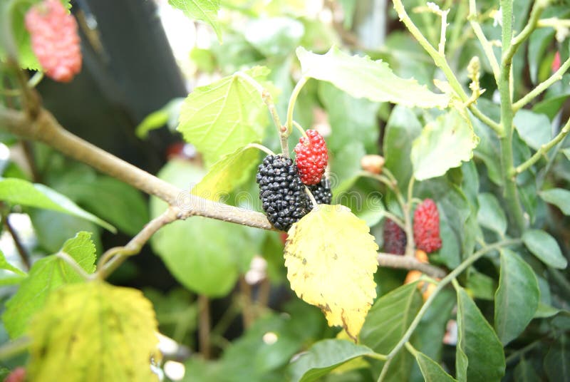 Frutta del gelso fotografia stock. Immagine di radici - 13492342