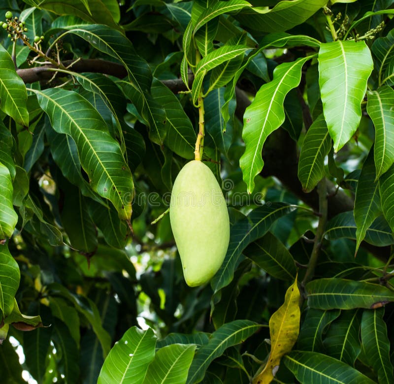 Frutta Del Mango Sull'albero Immagine Stock - Immagine di frutta ...