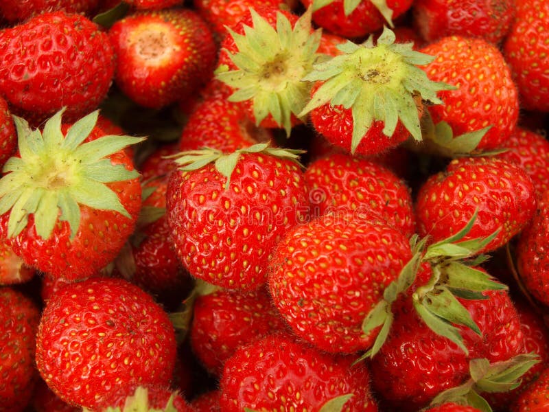Frutta della fragola fotografia stock. Immagine di ogni - 93021332