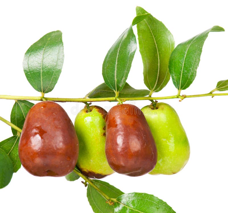 Frutta della giuggiola fotografia stock. Immagine di ingrediente - 46047416