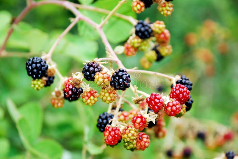 Mora selvatica fotografia stock. Immagine di bacca, autunno - 26349592