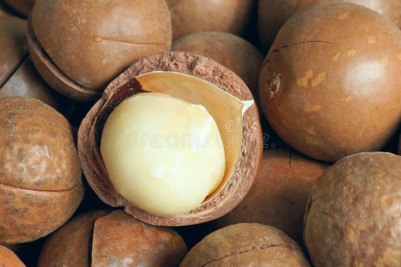 Frutta Della Noce Di Macadamia Fotografia Stock - Immagine di frutta ...