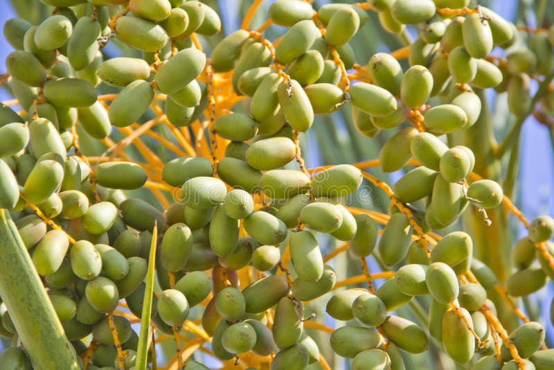 Frutta Della Palma Da Datteri Fotografia Stock - Immagine di nave ...