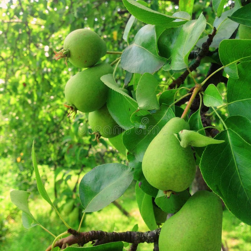 Frutta Della Pera Sull'albero Fotografia Stock - Immagine di frutte ...