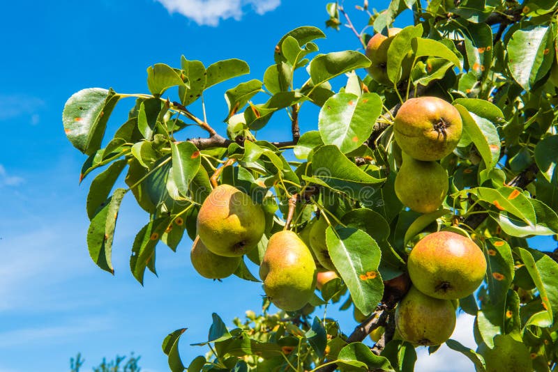 Frutta Della Pera Sull'albero Nel Cielo Blu Immagine Stock - Immagine ...