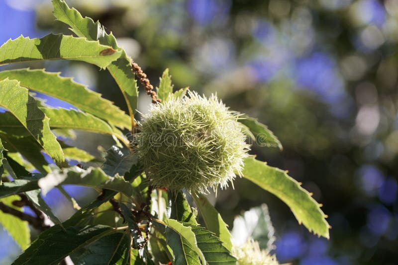 Albero Di Castagna (Castanea Sativa) Immagine Stock - Immagine di ...