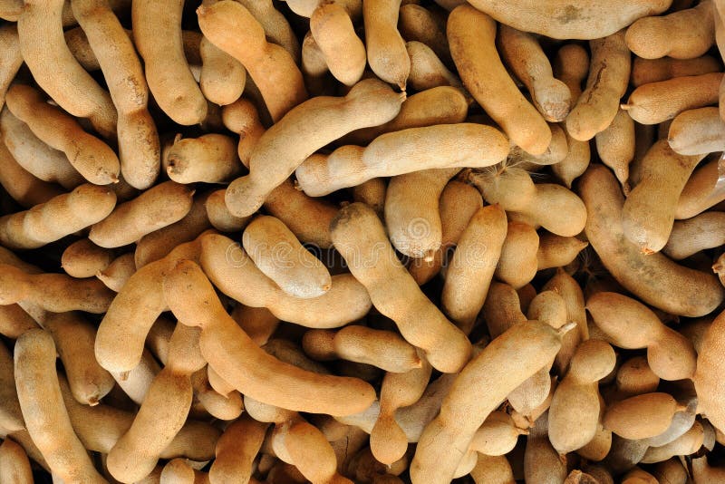 Tamarindi freschi. immagine stock. Immagine di ingrediente - 30212725