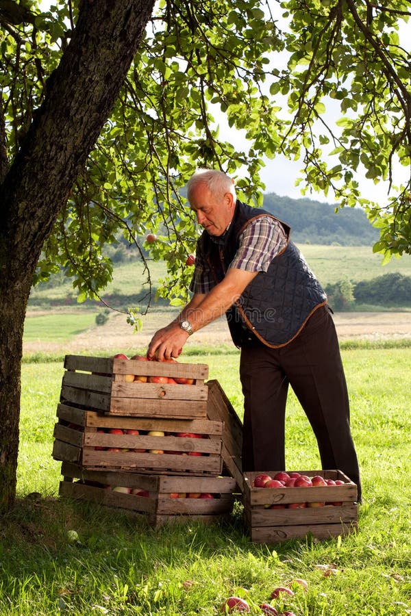 Frutteto immagine stock. Immagine di raccolta, maturo - 41555197