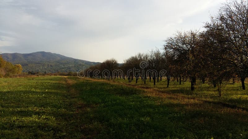 Frutteto immagine stock. Immagine di erba, albero, terra - 78469499