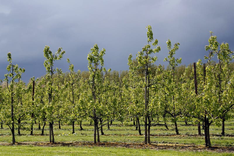 Frutteto di melo immagine stock. Immagine di frutteto - 10923983