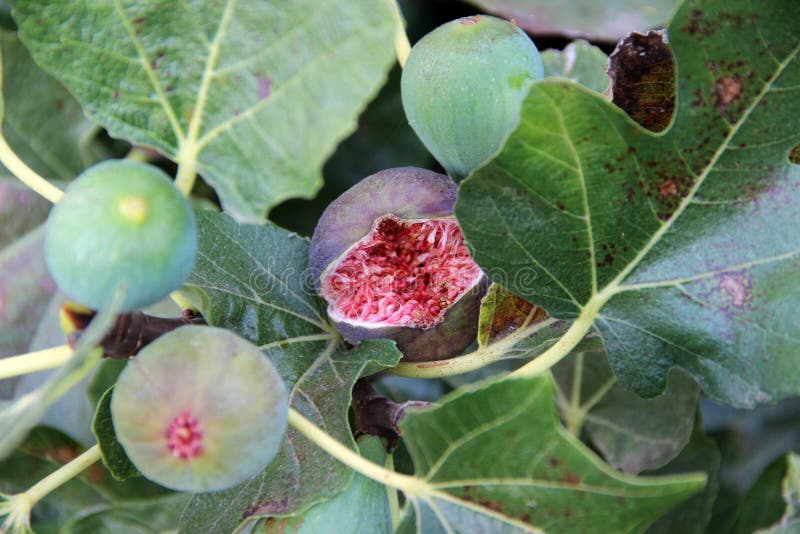 Frutti Del Fico Su Un Albero Fotografia Stock - Immagine di giardino ...