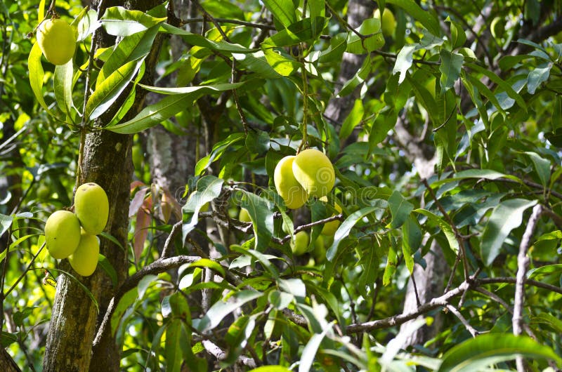 Frutti Del Mango Sull'albero Fotografia Stock - Immagine di verde ...