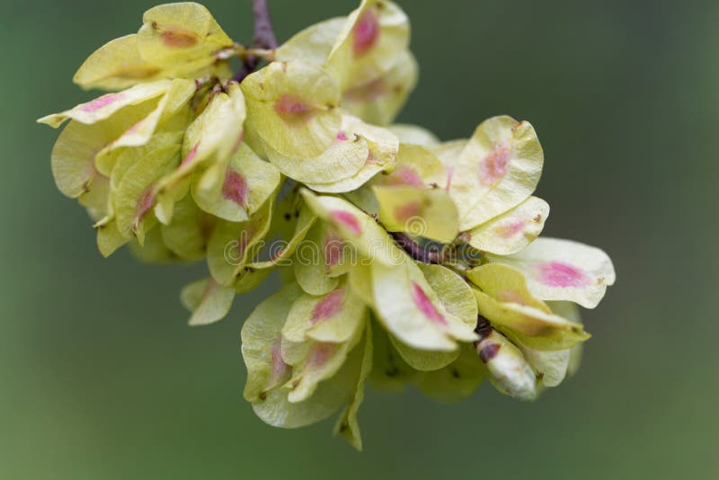 Olmo, Ulmus Glabra, Fiori, Frutti, Verde, Maturi, Cielo, Legno, Collage ...