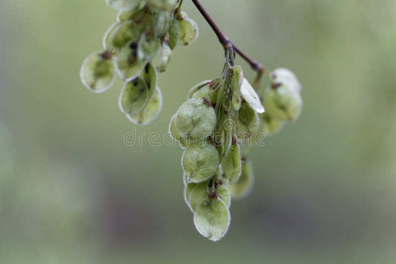 Frutti Di Un Ulmus Laevis Europeo Dell'olmo Bianco Immagine Stock ... Frutti Di Un Ulmus Laevis Europeo Dell'olmo Bianco Immagine Stock ...