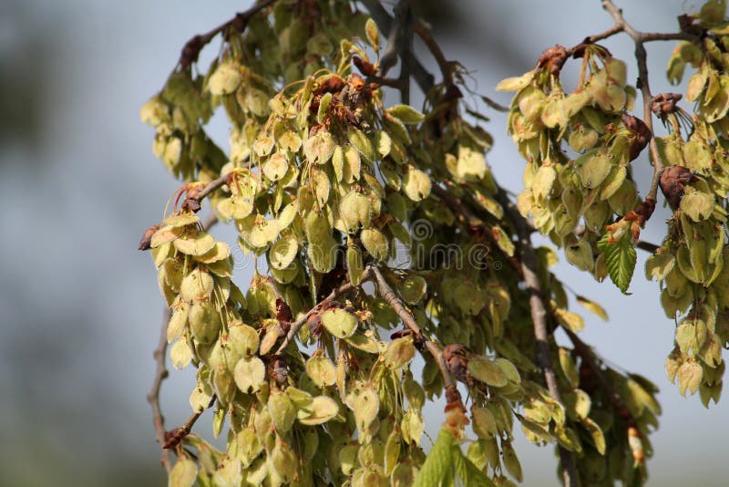 Ulmus Laevis Europeo Dell'olmo Bianco Fotografia Stock - Immagine di ...