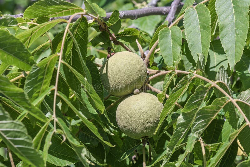 Juglans Nigra, La Noce Nera Orientale Immagine Stock - Immagine di ...