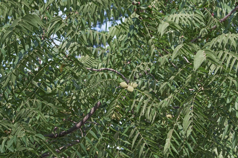 Frutti Orientali Della Noce Nera Immagine Stock - Immagine di ...