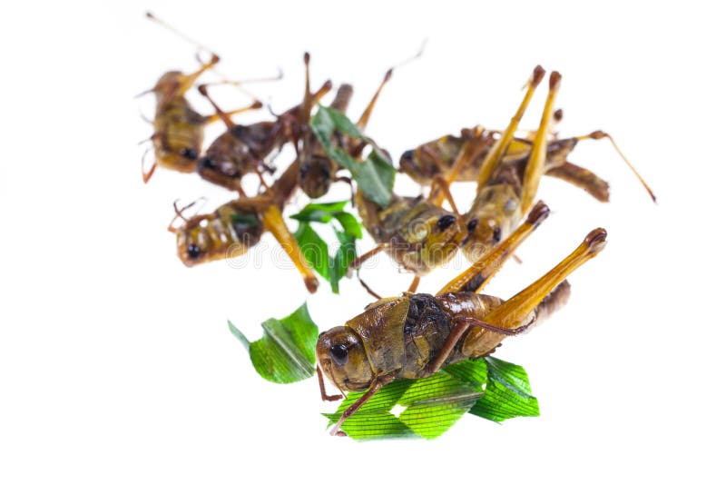 Fry Grasshopper Thai Snack Food Stock Image - Image of maggot, dried ...