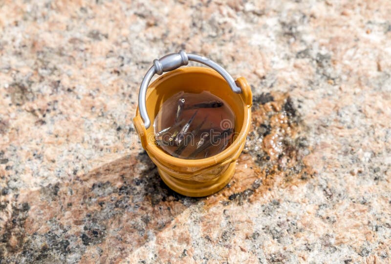 Fry Tiny Fish Swim in a Bucket Standing on a Stone Stock Photo - Image ...