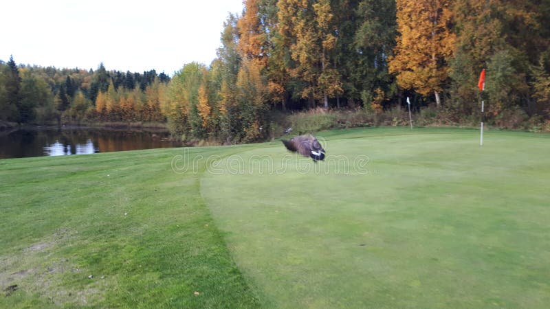 Goose in golf club stock photo. Image of frying, golf - 127442998