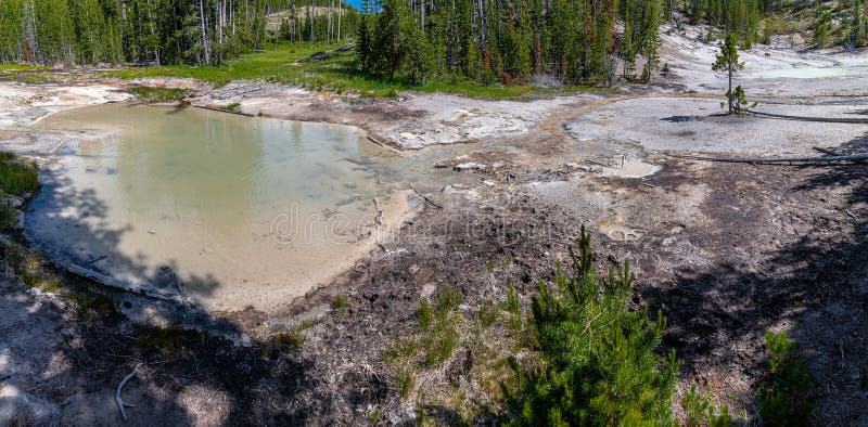 Forest in Spring stock photo. Image of green, kamiak - 214034656