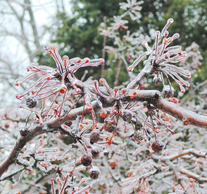Fryst rimfrost fotografering för bildbyråer. Bild av färg - 36894815